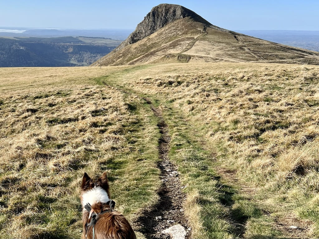 2 randonnées à faire avec son chien dans le Massif du Sancy